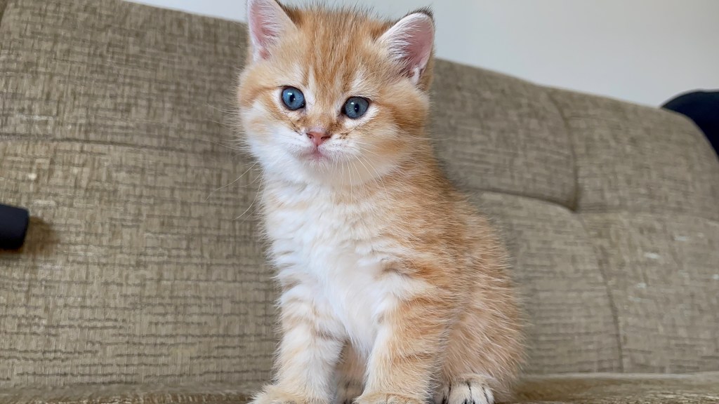 Aristotle - Sultan Cats - British Shorthair and British Longhair Cattery