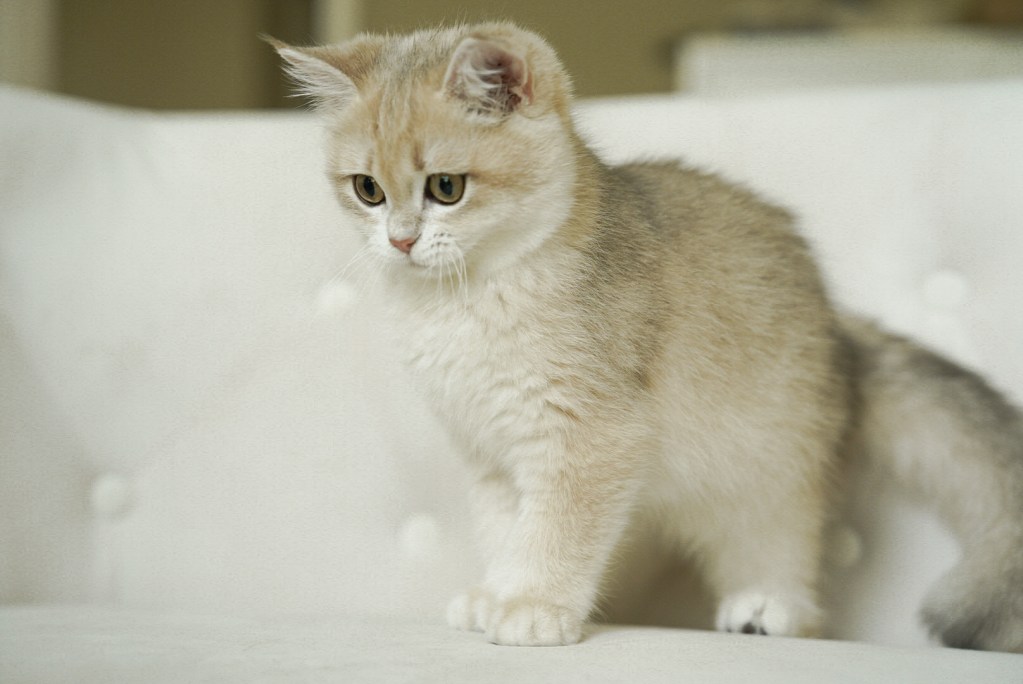 Adorable Blue Gold British Shorthair Ivy: Your Perfect Feline Companion ...