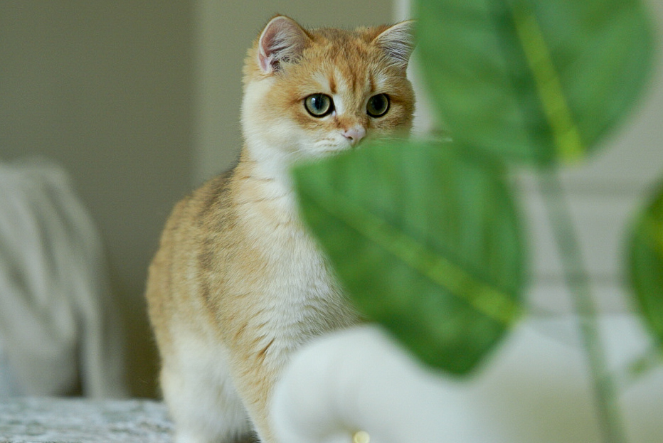 Han - Confident and Adventurous Golden Black Shorthair Cat - Sultan ...