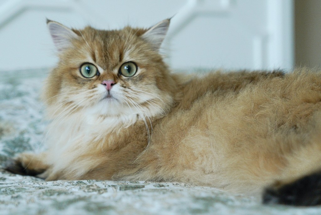 Meet Ella: The Stunning British Longhair - Sultan Cats - British ...